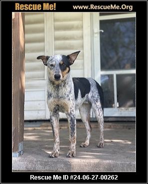 - New Jersey Dog Rescue - ADOPTIONS - Rescue Me!