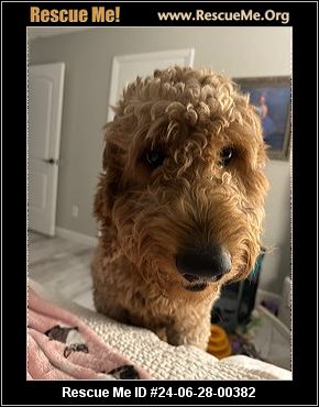 - Florida Poodle Rescue - ADOPTIONS - Rescue Me!