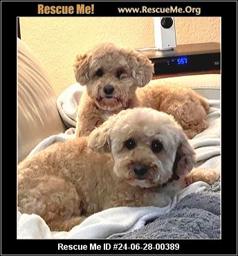 - California Poodle Rescue - ADOPTIONS - Rescue Me!
