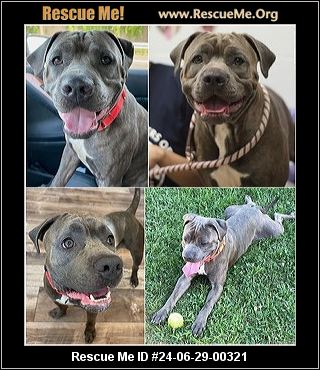 - Rhode Island Dog Rescue - ADOPTIONS - Rescue Me!