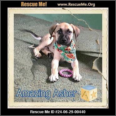 - Oklahoma Dog Rescue - ADOPTIONS - Rescue Me!