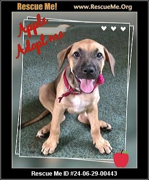 - Oklahoma Dog Rescue - ADOPTIONS - Rescue Me!