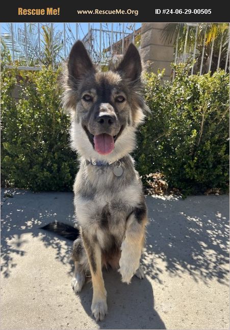 ADOPT 24062900505 ~ Keeshond Rescue ~ Whittier, CA