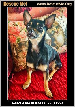 - California Miniature Pinscher Rescue - ADOPTIONS - Rescue Me!