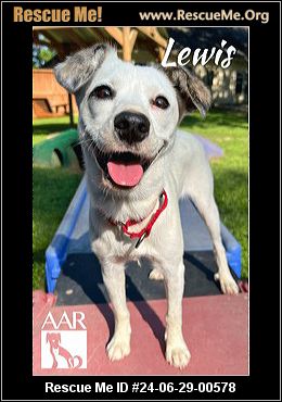 - Texas Whippet Rescue - ADOPTIONS - Rescue Me!