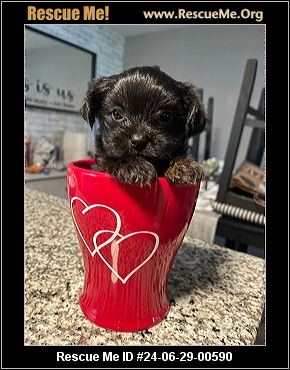 - Maryland Yorkie Rescue - ADOPTIONS - Rescue Me!