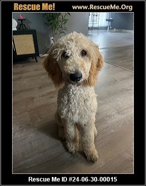 - Florida Poodle Rescue - ADOPTIONS - Rescue Me!