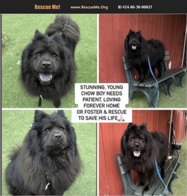 ADOPT 24063000027 ~ Chow Chow Rescue ~ San Diego, CA