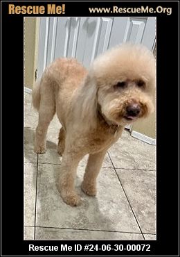 - Arizona Poodle Rescue - ADOPTIONS - Rescue Me!