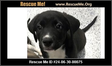 - North Carolina Dog Rescue - ADOPTIONS - Rescue Me!