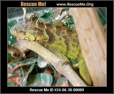 - Illinois Reptile/Amphibian Rescue - ADOPTIONS - Rescue Me!
