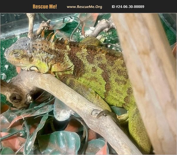 ADOPT 24063000089 ~ Reptile/Amphibian Rescue ~ Wonder lake, IL