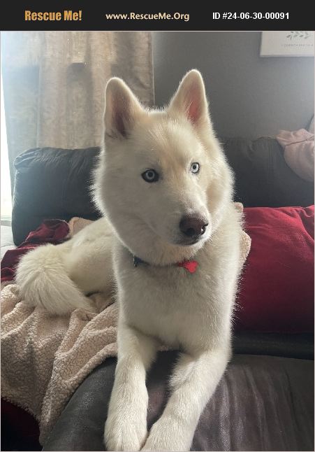 ADOPT 24063000091 ~ Siberian Husky Rescue ~ Toledo, OH