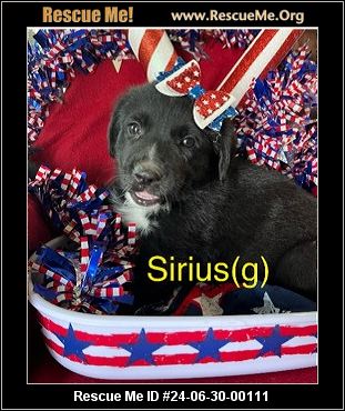 - New Jersey Dog Rescue - ADOPTIONS - Rescue Me!