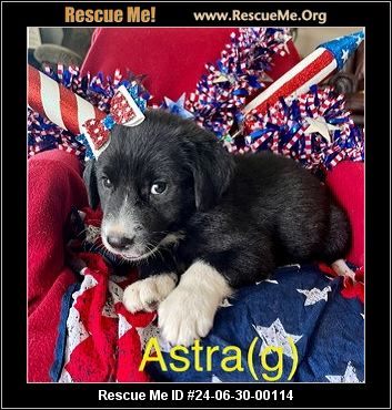 - New Jersey Dog Rescue - ADOPTIONS - Rescue Me!