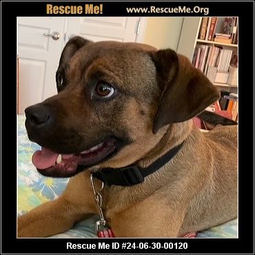 - New York Dog Rescue - ADOPTIONS - Rescue Me!