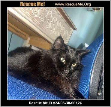 - Florida Cat Rescue - ADOPTIONS - Rescue Me!
