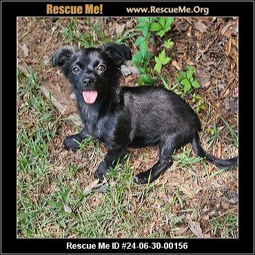 - Georgia Yorkie Rescue - ADOPTIONS - Rescue Me!