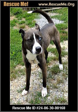 - Virginia Siberian Husky Rescue - ADOPTIONS - Rescue Me!