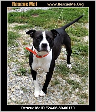 - Virginia Dog Rescue - ADOPTIONS - Rescue Me!