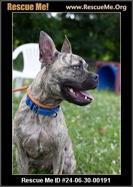 - Pennsylvania Dog Rescue - ADOPTIONS - Rescue Me!