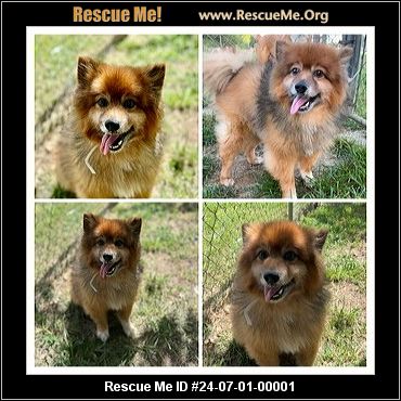 - Colorado Dog Rescue - ADOPTIONS - Rescue Me!
