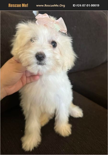 ADOPT 24070100019 ~ Maltese Rescue ~ redlands, CA