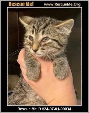 - Virginia Cat Rescue - ADOPTIONS - Rescue Me!