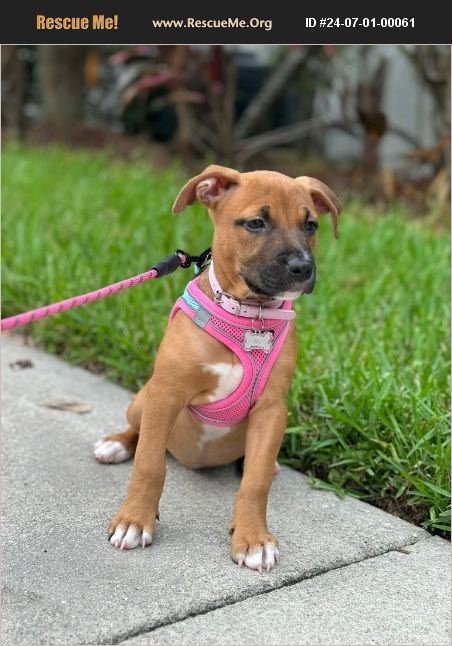 ADOPT 24070100061 ~ Boxer Rescue ~ Boca Raton, FL