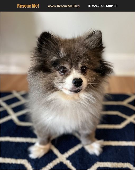 ADOPT 24070100109 ~ Pomeranian Rescue ~ Jensen Beach, FL