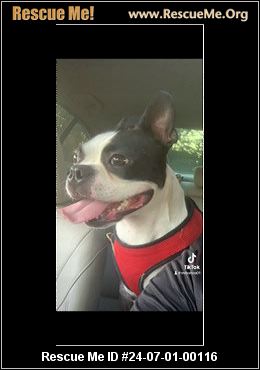 - Pennsylvania Boston Terrier Rescue - ADOPTIONS - Rescue Me!