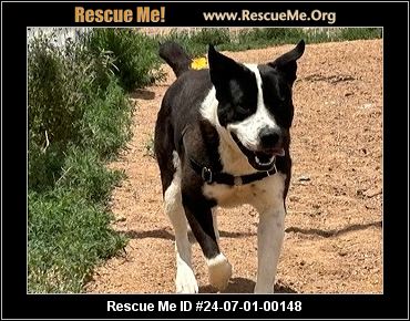 - New Mexico Australian Cattle Dog Rescue - ADOPTIONS - Rescue Me!