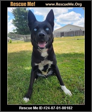 - Ohio Siberian Husky Rescue - ADOPTIONS - Rescue Me!