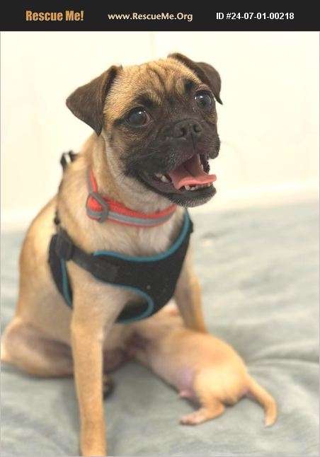 ADOPT 24070100218 ~ Pug Rescue ~ Tempe, AZ