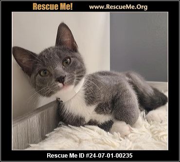 - Missouri Cat Rescue - ADOPTIONS - Rescue Me!