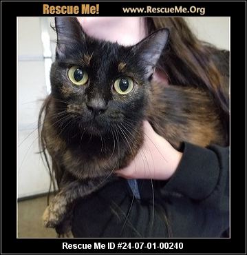 - Washington Cat Rescue - ADOPTIONS - Rescue Me!