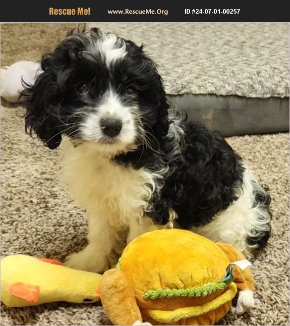 ADOPT 24070100257 ~ Cockapoo Rescue ~ Lagrange, IN