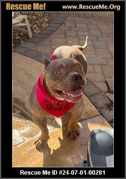 - Arizona Pit Bull Rescue - ADOPTIONS - Rescue Me!