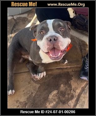- Arizona Bulldog Rescue - ADOPTIONS - Rescue Me!