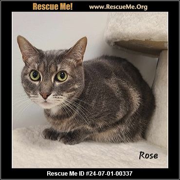 - Missouri Cat Rescue - ADOPTIONS - Rescue Me!