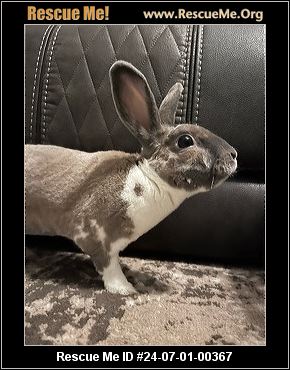 - Texas Rabbit Rescue - ADOPTIONS - Rescue Me!
