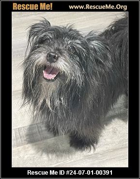 - Florida Maltese Rescue - ADOPTIONS - Rescue Me!