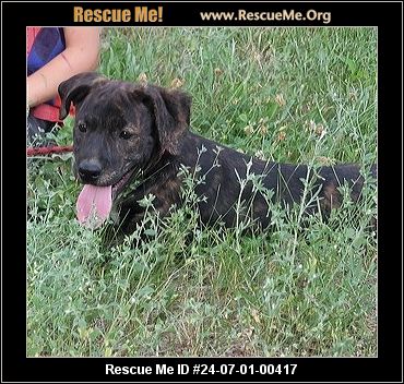 - Idaho Dog Rescue - ADOPTIONS - Rescue Me!
