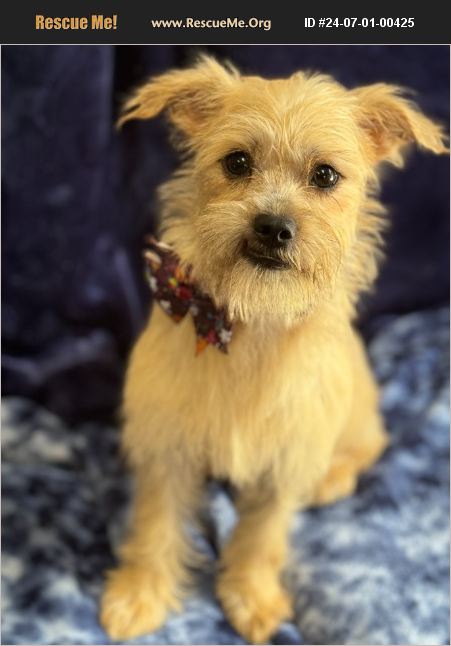 ADOPT 24070100425 ~ Norfolk Terrier Rescue ~ Fort Myers, FL