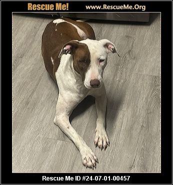 - Texas Pit Bull Rescue - ADOPTIONS - Rescue Me!