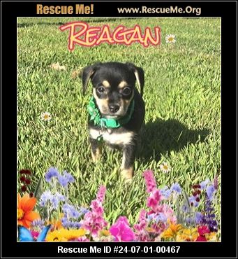 - Oklahoma Dog Rescue - ADOPTIONS - Rescue Me!