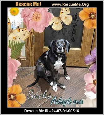 - Oklahoma Beagle Rescue - ADOPTIONS - Rescue Me!