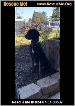 - Oregon Poodle Rescue - ADOPTIONS - Rescue Me!