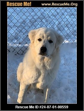 - Tennessee Dog Rescue - ADOPTIONS - Rescue Me!
