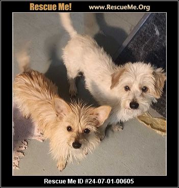 - Arizona Yorkie Rescue - ADOPTIONS - Rescue Me!